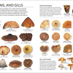 Mushrooms: How to Identify and Gather Wild Mushrooms and Other Fungi