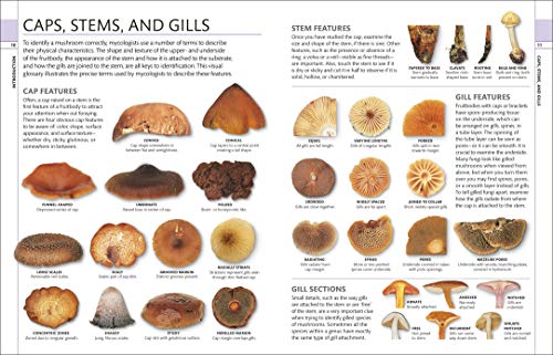 Mushrooms: How to Identify and Gather Wild Mushrooms and Other Fungi