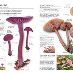 Mushrooms: How to Identify and Gather Wild Mushrooms and Other Fungi