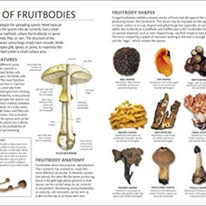 Mushrooms: How to Identify and Gather Wild Mushrooms and Other Fungi