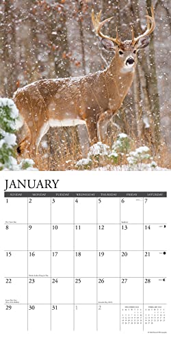 Whitetail Monarchs 2023 Wall Calendar