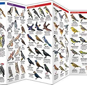 New York State Birds: A Folding Pocket Guide to Familiar Species (Nature Observation North America)