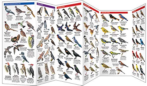 New York State Birds: A Folding Pocket Guide to Familiar Species (Nature Observation North America)