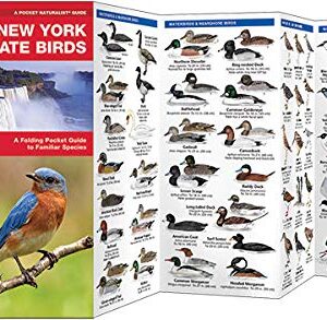 New York State Birds: A Folding Pocket Guide to Familiar Species (Nature Observation North America)