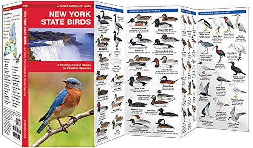 New York State Birds: A Folding Pocket Guide to Familiar Species (Nature Observation North America)