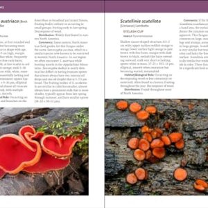 Mushrooms of the Southeast (A Timber Press Field Guide)