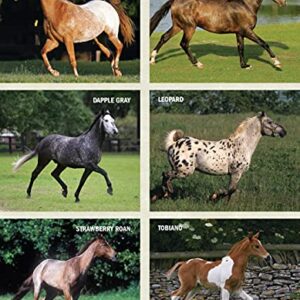 The Original Horse Bible, 2nd Edition: The Definitive Source for All Things Horse (CompanionHouse Books) 210 Breed Profiles, Training Tips, Riding Insights, Competitive Activities, Grooming and Health