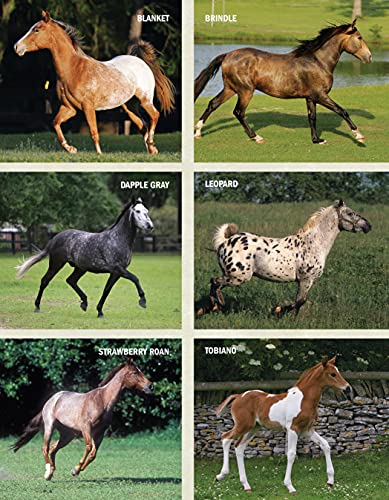 The Original Horse Bible, 2nd Edition: The Definitive Source for All Things Horse (CompanionHouse Books) 210 Breed Profiles, Training Tips, Riding Insights, Competitive Activities, Grooming and Health