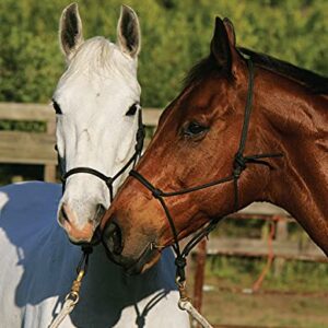 The Original Horse Bible, 2nd Edition: The Definitive Source for All Things Horse (CompanionHouse Books) 210 Breed Profiles, Training Tips, Riding Insights, Competitive Activities, Grooming and Health