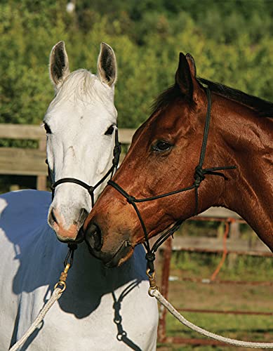 The Original Horse Bible, 2nd Edition: The Definitive Source for All Things Horse (CompanionHouse Books) 210 Breed Profiles, Training Tips, Riding Insights, Competitive Activities, Grooming and Health