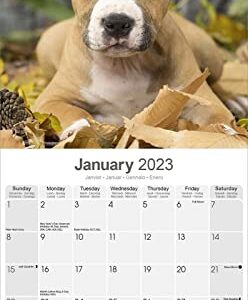 American Staffordshire Terrier Calendar - Dog Breed Calendars - 2022 - 2023 wall calendars - 16 Month by Avonside