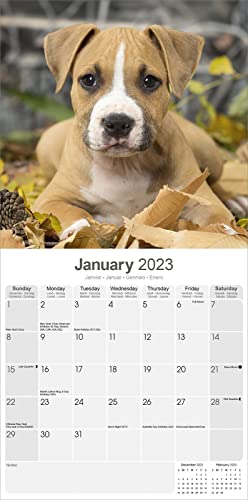 American Staffordshire Terrier Calendar - Dog Breed Calendars - 2022 - 2023 wall calendars - 16 Month by Avonside