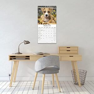 American Staffordshire Terrier Calendar - Dog Breed Calendars - 2022 - 2023 wall calendars - 16 Month by Avonside