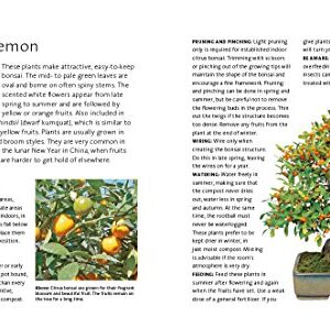 The Bonsai Beginner's Bible