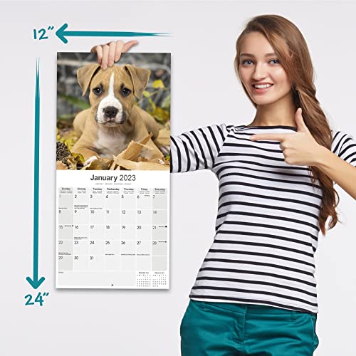 American Staffordshire Terrier Calendar - Dog Breed Calendars - 2022 - 2023 wall calendars - 16 Month by Avonside