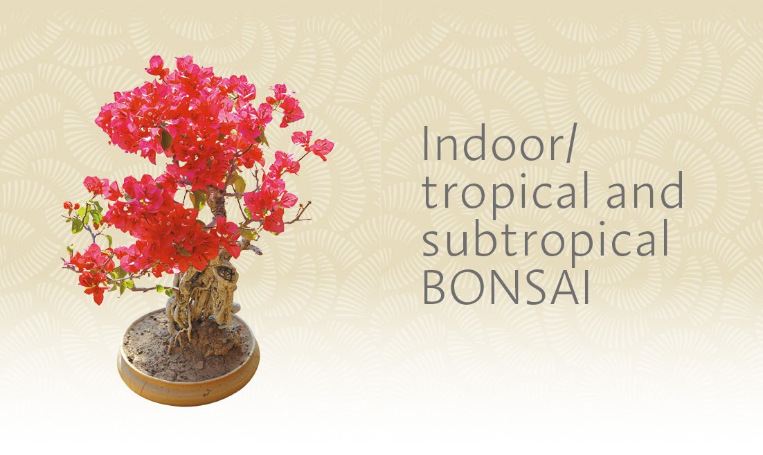 The Bonsai Beginner's Bible