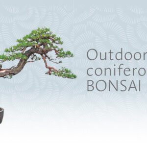 The Bonsai Beginner's Bible