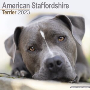 american staffordshire terrier calendar - dog breed calendars - 2022 - 2023 wall calendars - 16 month by avonside