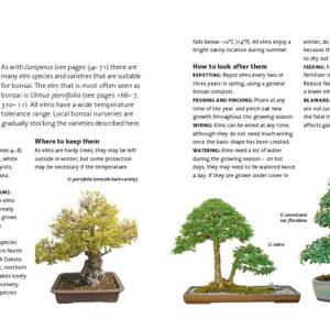 The Bonsai Beginner's Bible