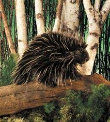 Folkmanis Porcupine Hand Puppet