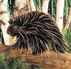 Folkmanis Porcupine Hand Puppet