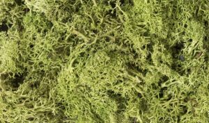 woodland scenics lichen grn, light green