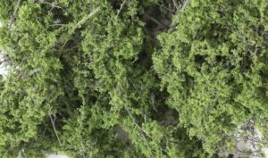 fine leaf foliage, medium green/80 cu. in.