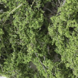 Fine Leaf Foliage, Medium Green/80 cu. in.