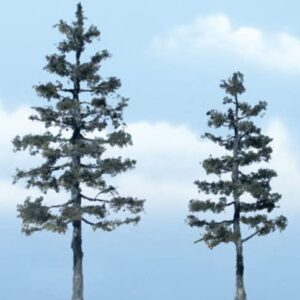 Woodland Scenics Premium Pine Tree, 5.25"/4" (2)