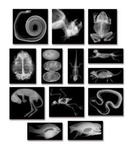 roylco r5910 animal x-ray set, 8" x 10" size