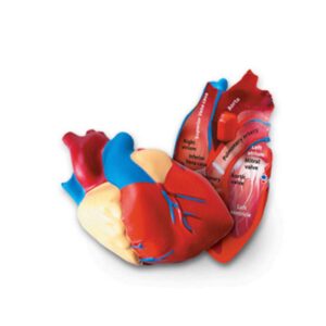 learning resources cross-section human heart model, large foam classroom demonstration model, 2piece, grades 2+, ages 7+ multi-color, 5 x 5 x 5 inches