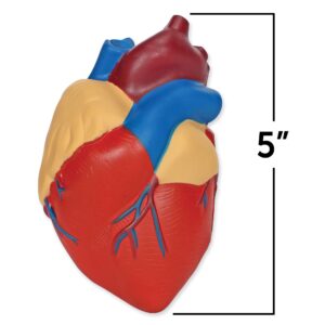 Learning Resources Cross-Section Human Heart Model, Large Foam Classroom Demonstration Model, 2Piece, Grades 2+, Ages 7+ Multi-color, 5 x 5 x 5 inches