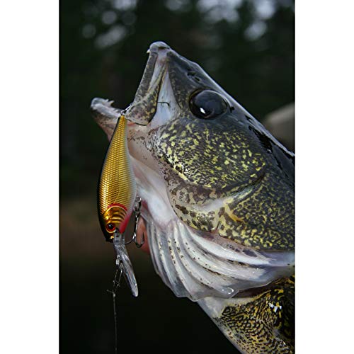 Berkley Flicker Shad Fishing Lure, Pearl White, 3/16 oz, 2in | 5cm Crankbaits, Size, Profile and Dive Depth Imitates Real Shad, Equipped with Fusion19 Hook