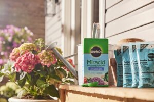 miracle-gro water soluble miracid acid-loving plant food