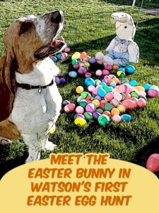 meet the easter bunny in watson's first easter egg hunt (easter stories for children book 1)