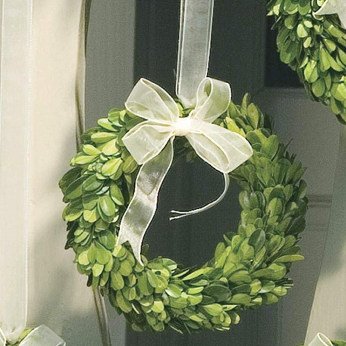 Napa Home & Garden 6-inch Preserved Boxwood Wreath with Ribbon