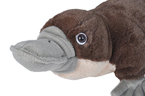 Wild Republic Platypus Plush, Stuffed Animal, Plush Toy, Gifts for Kids, Cuddlekins 12 inches