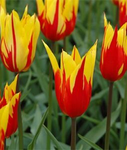 tulip, fire wings 10 bulbs