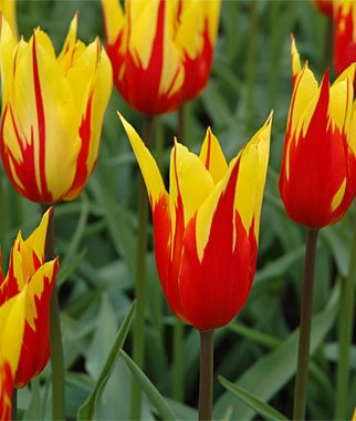 Tulip, Fire Wings 10 Bulbs