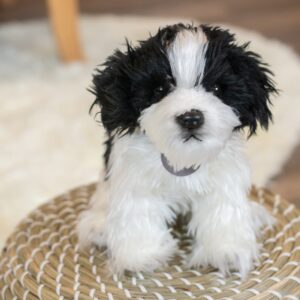 DEMDACO Sitting Small Havanese Dog Black and White Children's Plush Stuffed Animal