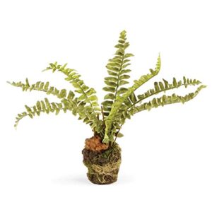 NAPA Home & Garden Boston Fern Drop-in 7.5"