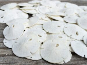 sand dollar | real natural sand dollars under 1 inch (set of 100) | small white sand dollar shells for weddings and craft | plus free nautical ebook by joseph rains