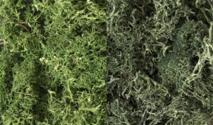 dark green mix lichen woodland scenics