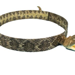 1.25" Rattlesnake Hat Band with Head & Rattle (598-HB204)