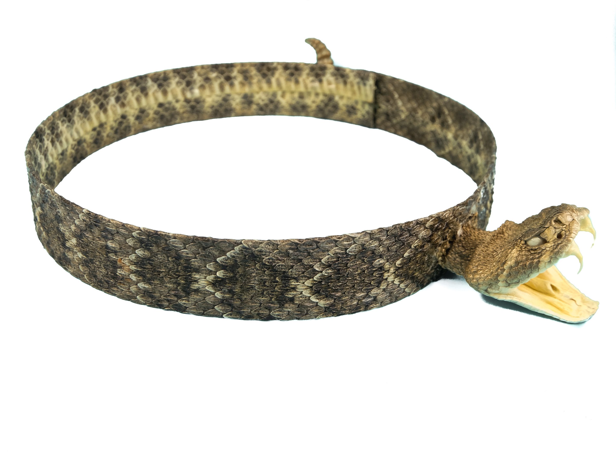 1.25" Rattlesnake Hat Band with Head & Rattle (598-HB204)