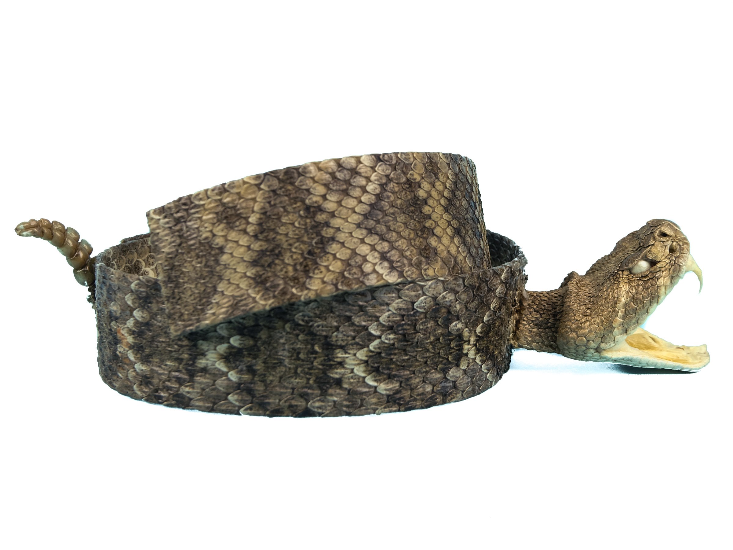 1.25" Rattlesnake Hat Band with Head & Rattle (598-HB204)