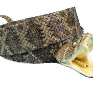 1.25" Rattlesnake Hat Band with Head & Rattle (598-HB204)