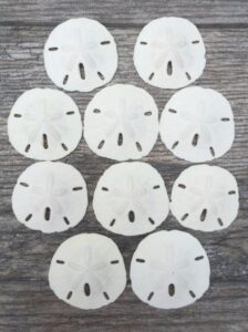 sand dollar | real sand dollars 3"-3 1/2" (set of 10) | sand dollar shells | plus free nautical ebook by joseph rains