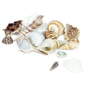 hand2mind sorting shells, real seashells for sorting & classifying activities (set of 100)