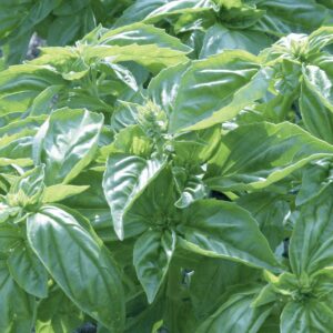 burpee genovese basil seeds 400 seeds